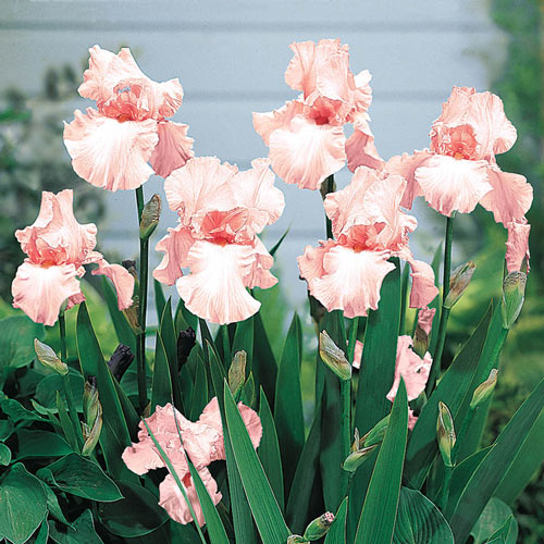 Pink Attraction Reblooming Bearded Iris | Breck's