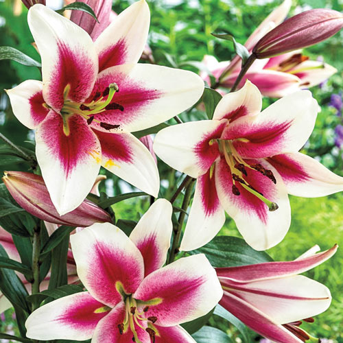 Altari Lily Tree | Shop Online | Breck's