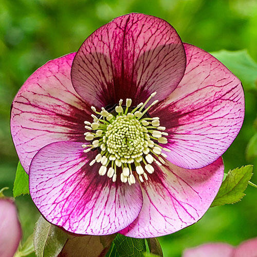 Fresco Wow!® King-Size Hellebores | Brecks Premium Bulbs