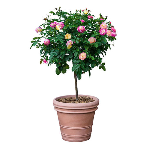 Life of the Party™ 24 Patio Tree Rose | Brecks Premium Bulbs