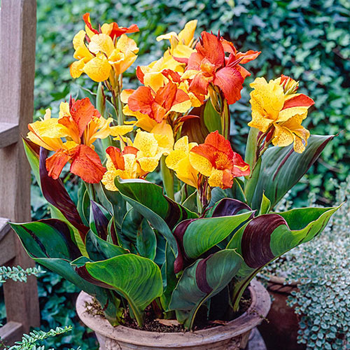 Cleopatra Dwarf Canna - Red and Yellow Canna