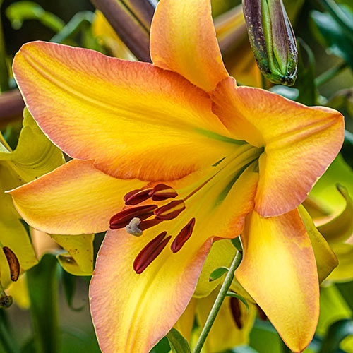 Ultimate Lily Tree® Collection | Brecks Premium Bulbs