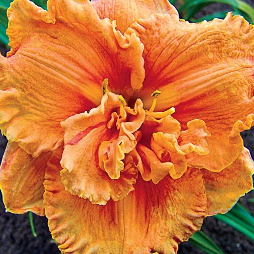 Shop Double Daylily Doubleicious at Breck's