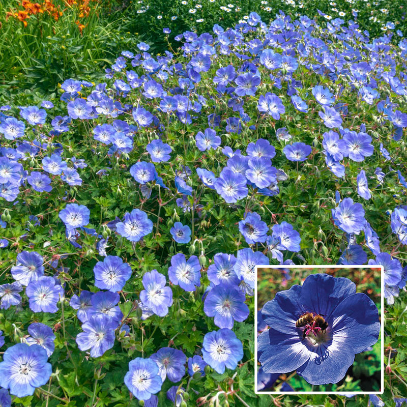 Rozanne Hardy Geranium | Breck's