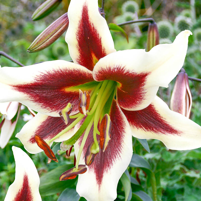Buy Beverly Dreams Lily Tree | Breck's