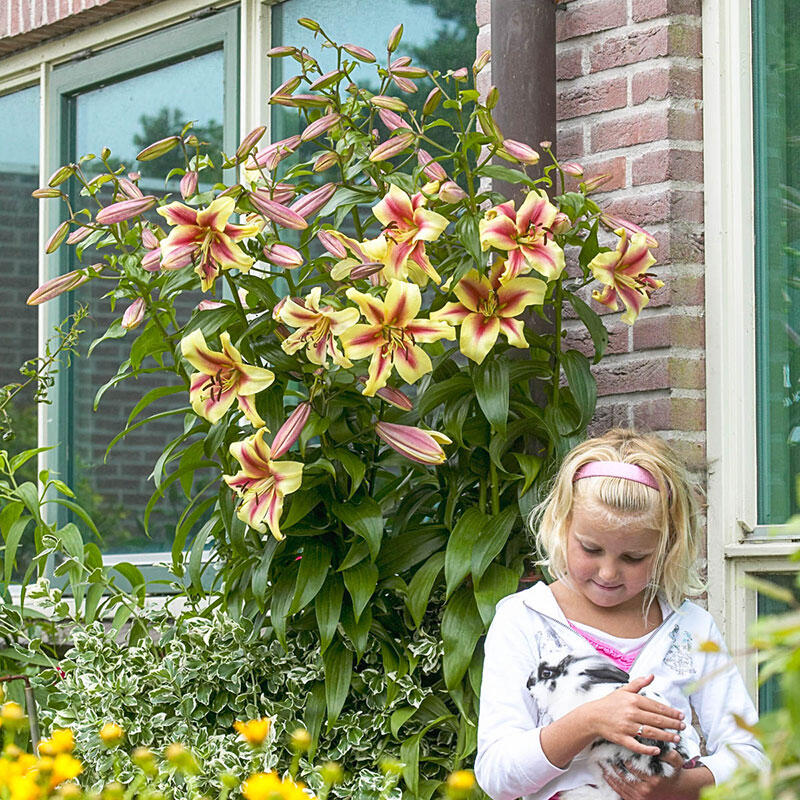 Lavon Lily Tree | Breck's