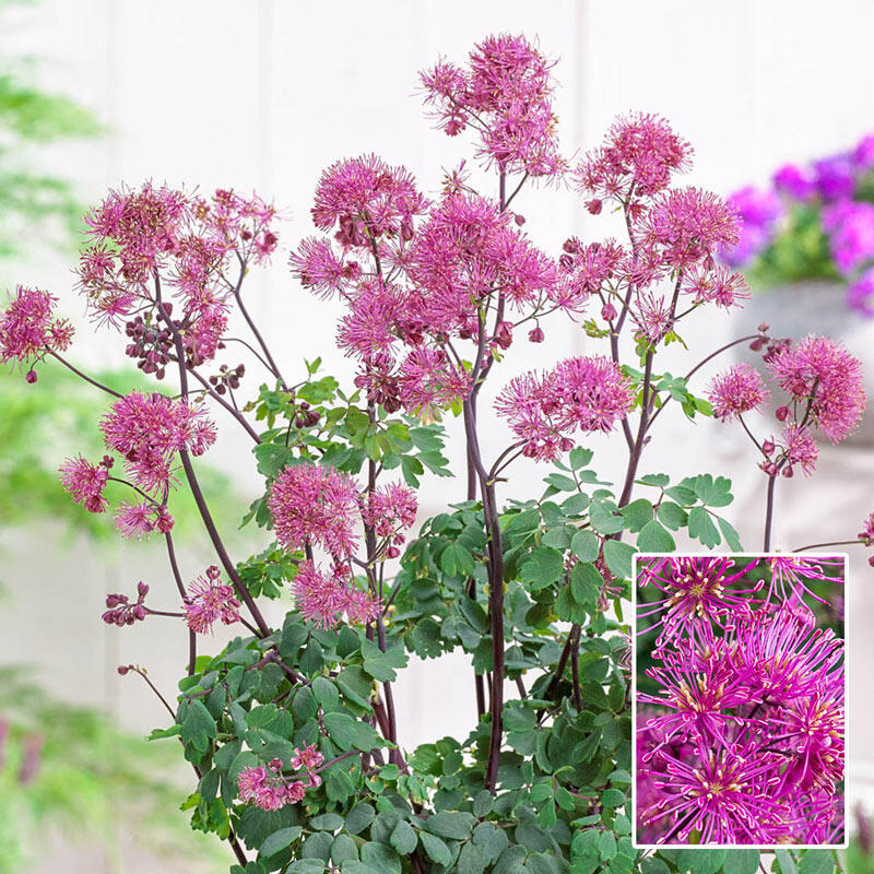 Buy Little Pinky Meadow Rue | Sun Perennials Sale | Breck's