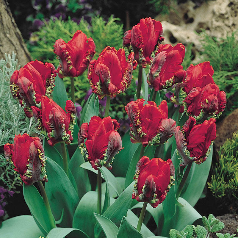 Rococo Parrot Tulip | Brecks Premium Bulbs