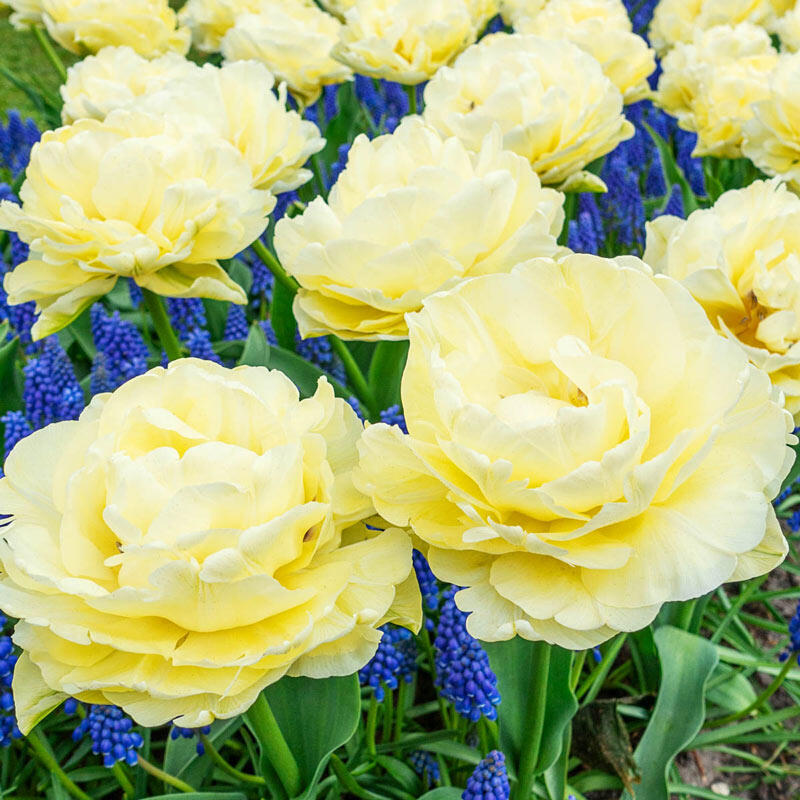 Buy Avant Garde Tulip Online | Spring Bulbs Sale | Breck's