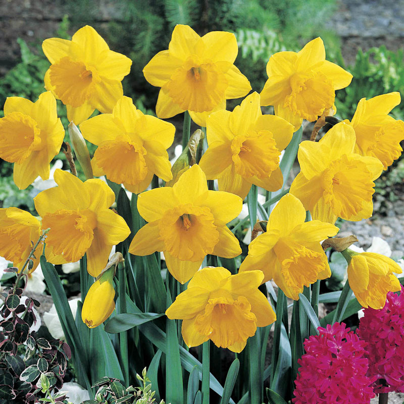 Dutch Master Daffodil Super Sak® | Brecks Premium Bulbs