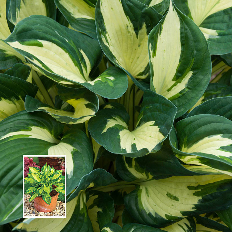 Colored Hulk Hosta | Shop Hostas | Breck's