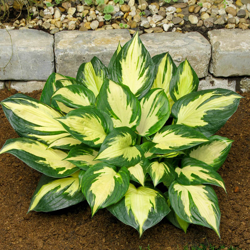 Morning Star Hosta | Shop Hostas | Breck's