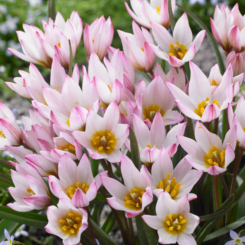 Hilde Tulip | Brecks Premium Bulbs