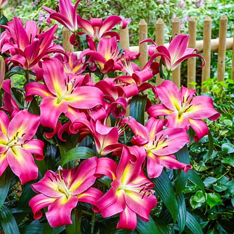 Empoli Lily Tree® | Brecks Premium Bulbs