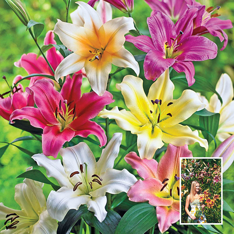 Lily Tree Mixture | Breck's