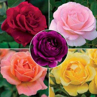 Brecks Premium Flower Bulbs: Shop Now for Iris, Day Lily, Daffodil ...