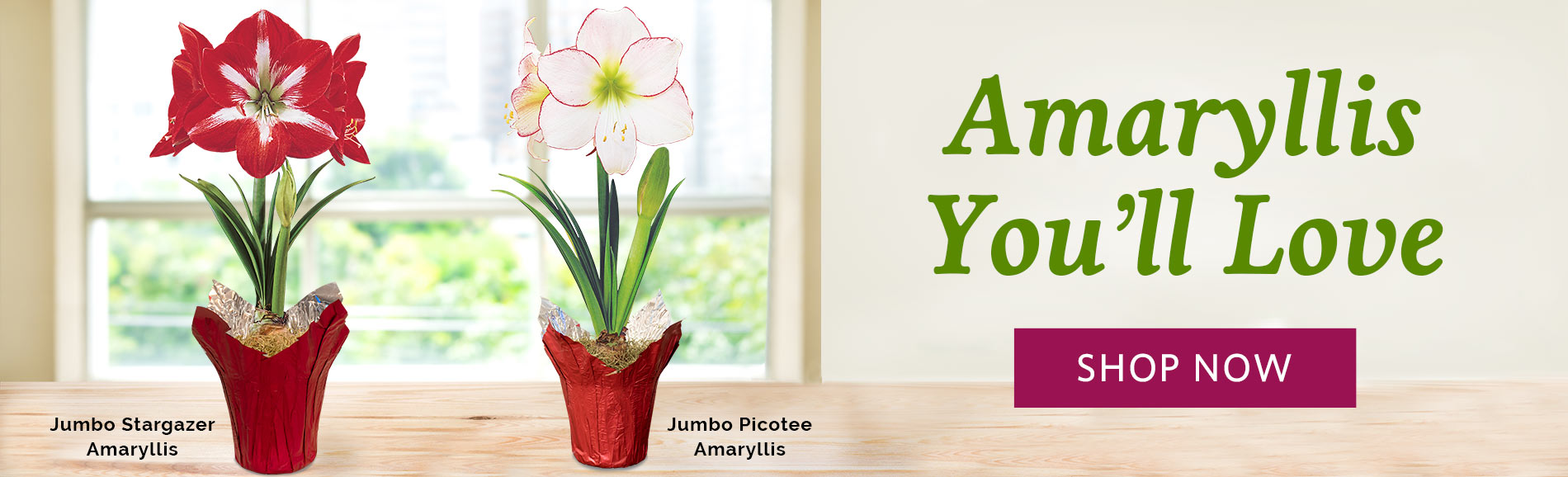 Breck's - Direct to you from Holland since 1818