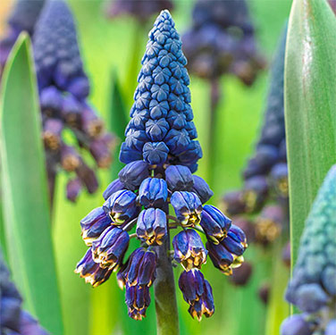 Breck's - Direct to you from Holland since 1818