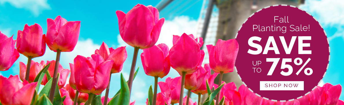 Breck's - Direct to you from Holland since 1818