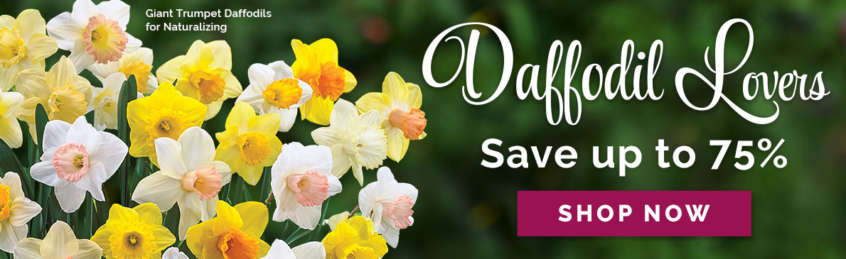 Breck's - Direct to you from Holland since 1818