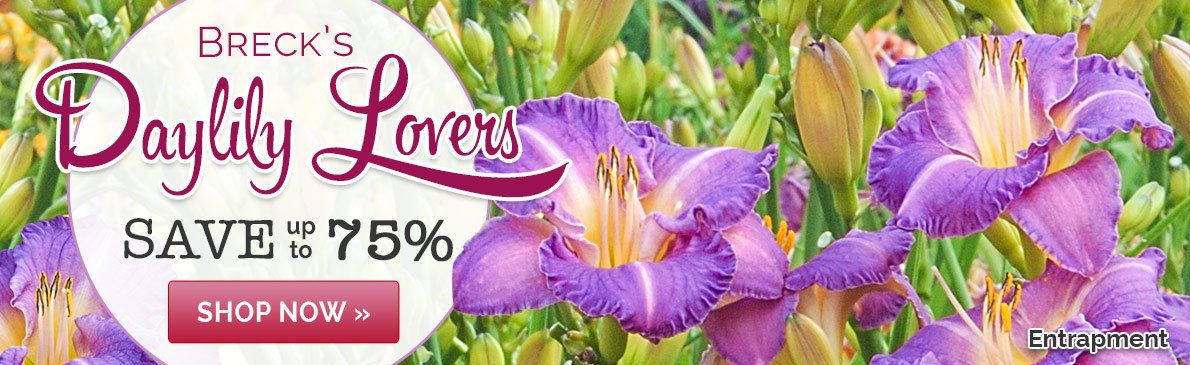 Brecks Premium Flower Bulbs: Shop Now for Iris, Day Lily, Daffodil ...