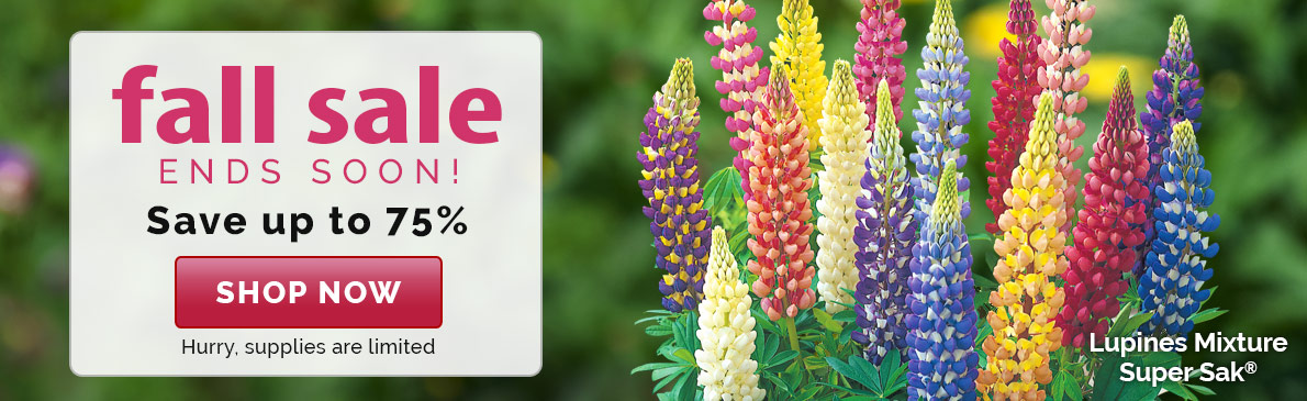 Brecks Premium Flower Bulbs: Shop Now for Iris, Day Lily, Daffodil ...