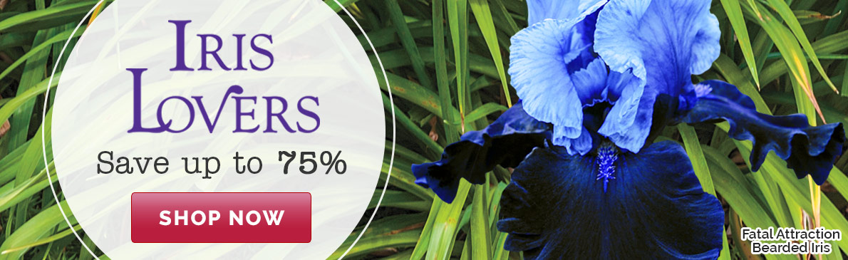 Brecks Premium Flower Bulbs: Shop Now for Iris, Day Lily, Daffodil ...