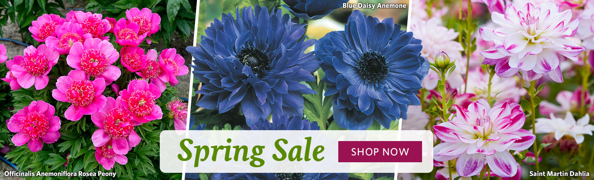 Breck's - Direct to you from Holland since 1818