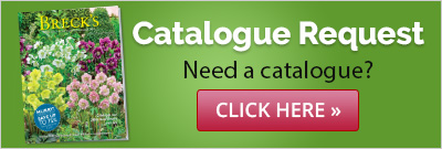 Brecks Premium Flower Bulbs: Shop Now for Iris, Day Lily, Daffodil ...