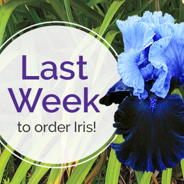 Brecks Premium Flower Bulbs: Shop Now for Iris, Day Lily, Daffodil ...