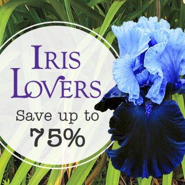 Brecks Premium Flower Bulbs: Shop Now for Iris, Day Lily, Daffodil ...