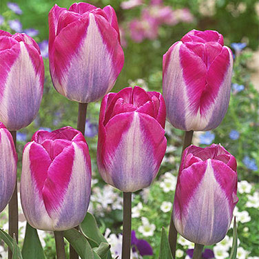 Brecks Premium Flower Bulbs: Shop Now for Iris, Day Lily, Daffodil ...