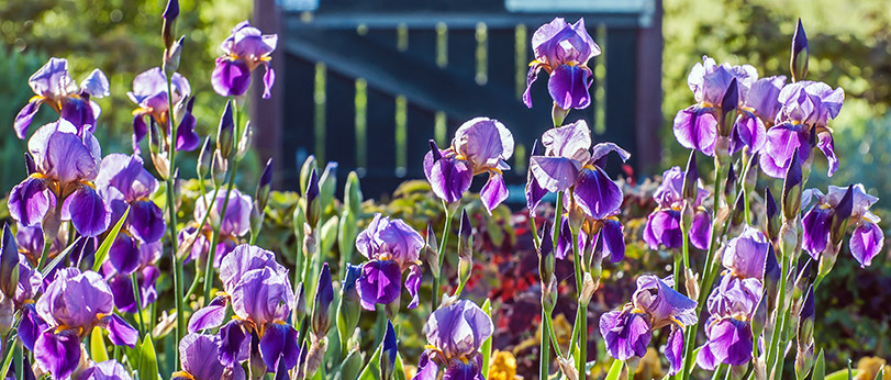 Breck's - Direct to you from Holland since 1818