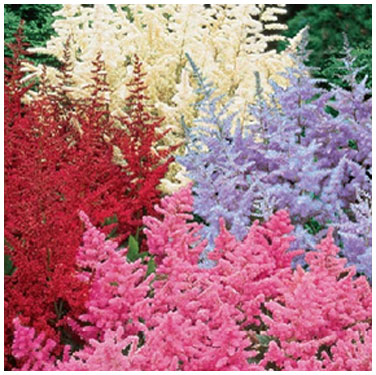 Brecks Premium Flower Bulbs: Shop Now for Iris, Day Lily, Daffodil ...