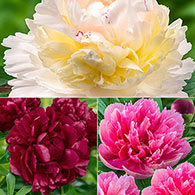 Shop Breck's Premium Bulbs