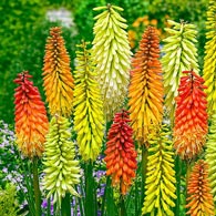 Shop Breck's Premium Bulbs