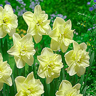 Shop Breck's Premium Bulbs