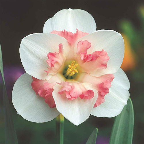 Not Your Every Day Pink Daffodil Collection of 20 bulbs | Brecks