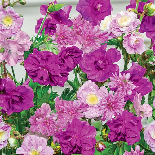 Double Geranium Mixture | BrecksBulbs.ca