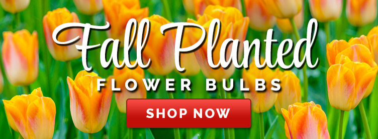 Shop Breck's Premium Bulbs