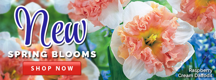 Shop Breck's Premium Bulbs