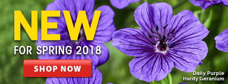 Shop Breck's Premium Bulbs