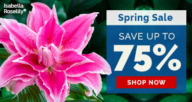 Premium Dutch flower bulbs - Garden tulips, daffodils and more ...