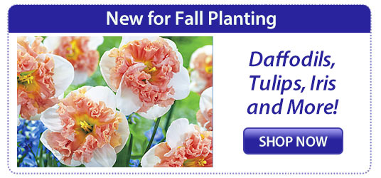 Shop Breck's Premium Bulbs