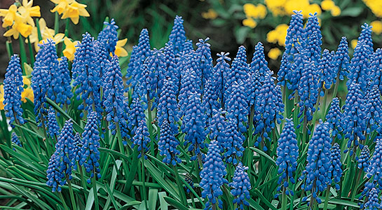 Breck's Canada - Direct to you from Holland since 1818