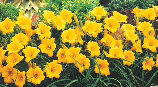 Premium Dutch flower bulbs - Garden tulips, daffodils and more ...