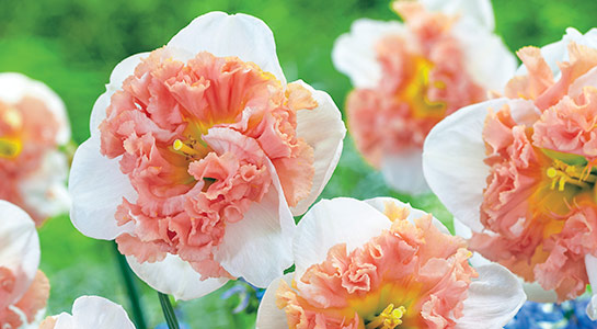 Premium Dutch flower bulbs - Garden tulips, daffodils and more ...