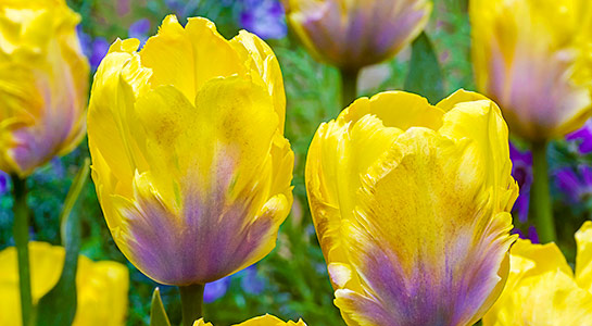 Breck's Canada - Direct to you from Holland since 1818