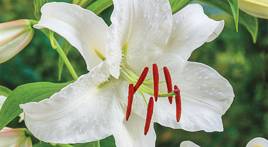 Premium Dutch flower bulbs - Garden tulips, daffodils and more ...