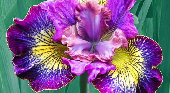 Premium Dutch flower bulbs - Garden tulips, daffodils and more ...